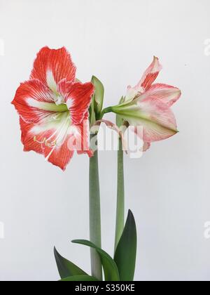 Red and white amaryllis flower Stock Photo - Alamy