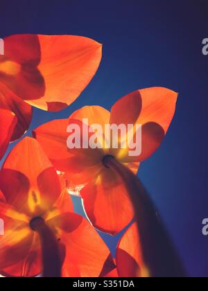 Underneath of Orange tulip flowers Stock Photo - Alamy