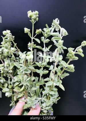Davana / (Artemisia pallens) | Davana / (Artemisia pallens Stock Photo ...