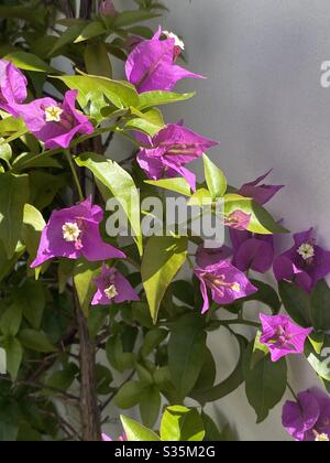 Flowers of Bougainvillea are in full blooms at Bougain House Ureshino ...