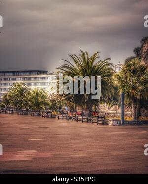 Palm trees in Torquay, Devon, England, UK Stock Photo - Alamy