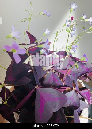 Butterfly sorrel edible flowers oxalis emerge from rich dark leaves ...