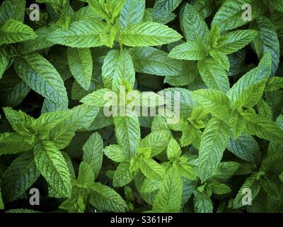 Mint Mentha sp Stock Photo - Alamy