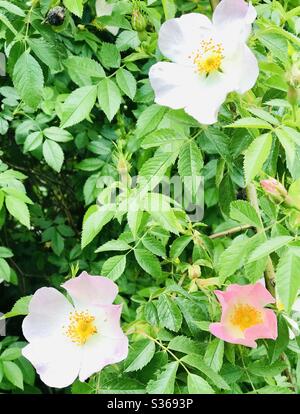 Dog roses (Rosa canina Stock Photo - Alamy