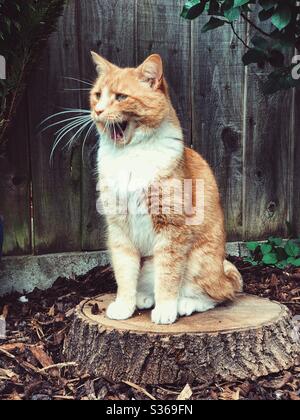 A friendly, cute, ginger, stray cat on Graciosa Island, Azores Stock ...