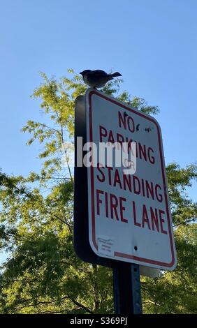 Bird on sign Stock Photo - Alamy