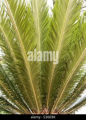Sago plant , Palms Stock Photo - Alamy