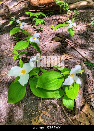 Trilliums in the forest Stock Photo - Alamy