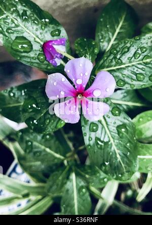Catharanthus roseus, Vinca rosea, Ammocallis rosea, and Lochnera rosea ...