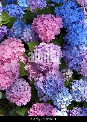 blue and pink hydrangea blooms in watering can Stock Photo - Alamy