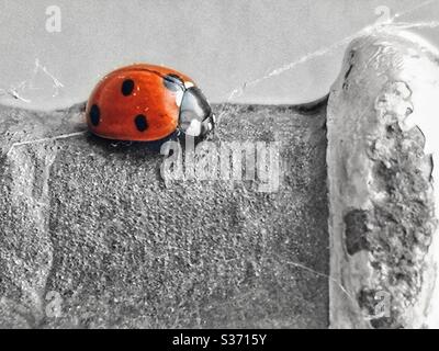 little ladybug insect Stock Photo - Alamy