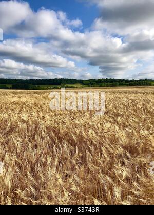 farmland cornfield ripening agriculture Stock Photo - Alamy
