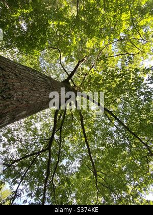 looking up at the pattern of bare branches of oak trees silhouetted ...