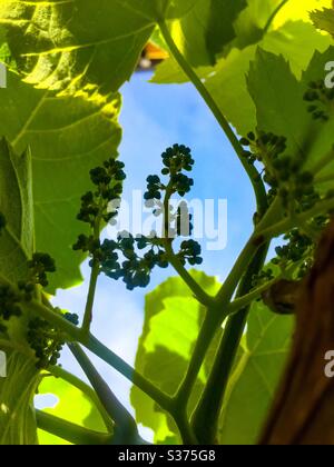 Flowering grapes against the blue sky. Flowering vine. Grape vine with ...