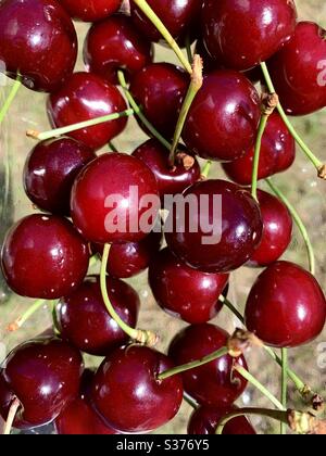 punnet of cherries Stock Photo - Alamy
