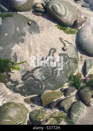 Rockpool at Westward Ho! Stock Photo - Alamy