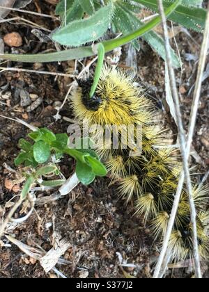 Fuzzy caterpillar Stock Photo - Alamy