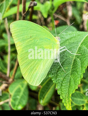 Lemon Migrant butterfly Stock Photo - Alamy
