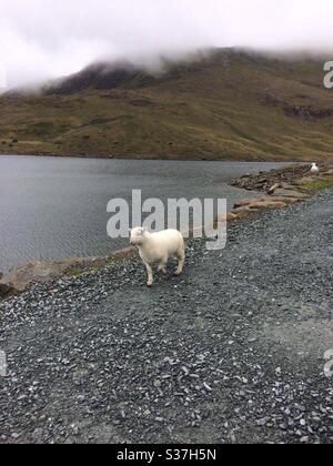 Sheep on snowdon mountain Stock Photo - Alamy