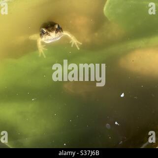 Froglet in water Stock Photo - Alamy