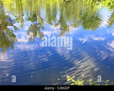 forest reflected on the water like on the mirror Stock Photo - Alamy