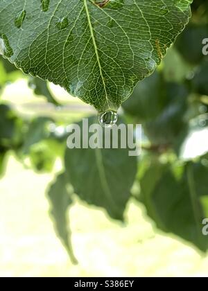 Single raindrop hanging from a green leaf on a winters day, closeup ...