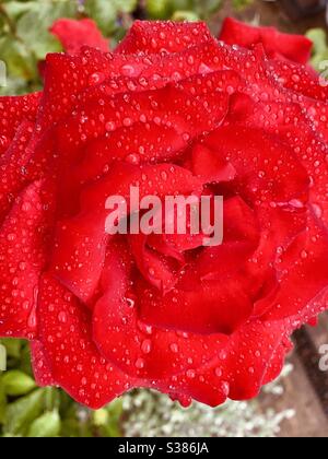 Raindrops On Roses Stock Photo - Alamy