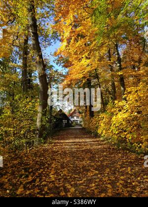 Autumn colors in forest, Bielefeld, Germany Stock Photo - Alamy