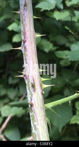 Thorns on a wild blackberry bramble cane in Scottish woodland Stock ...