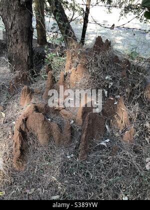 Huge anthill in the forest. Home for ants in the natural environment ...
