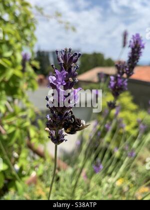 Lavender growing on balcony in grow sacks Stock Photo - Alamy