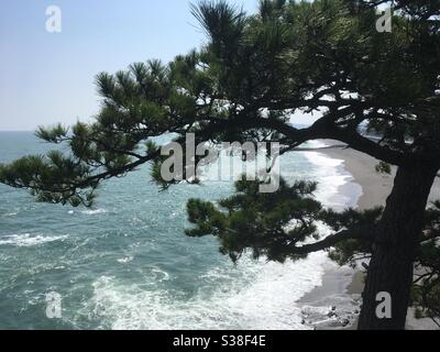 Japanese pine tree on beach Stock Photo - Alamy