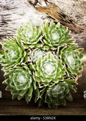 Succulent and spiders webs Stock Photo - Alamy