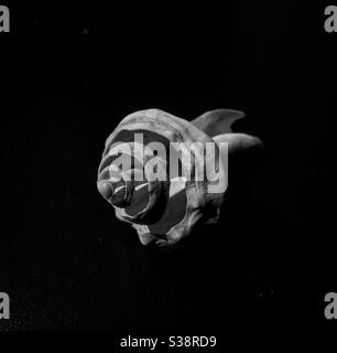 Shell of the Channelled whelk, Busycotypus canaliculatus Stock Photo ...