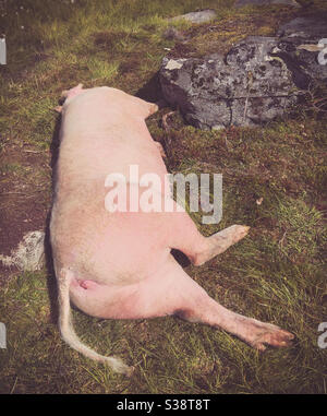 large pig sleeping, Norway Stock Photo - Alamy