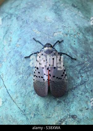 Spotted lanternfly (SLF), Lycorma delicatula, is an invasive ...