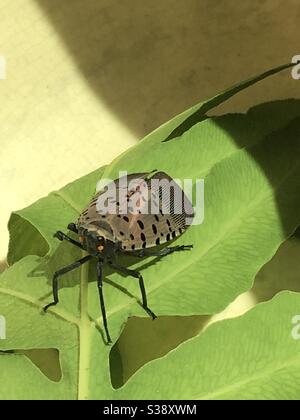 Spotted lanternfly (SLF), Lycorma delicatula, is an invasive ...