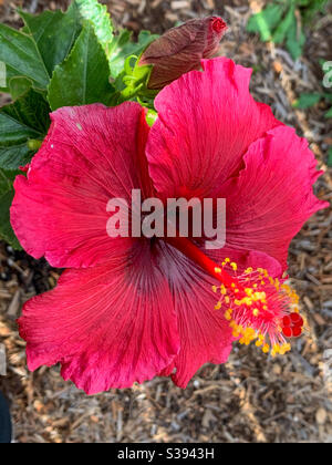Deep red tropical Hibiscus Stock Photo - Alamy