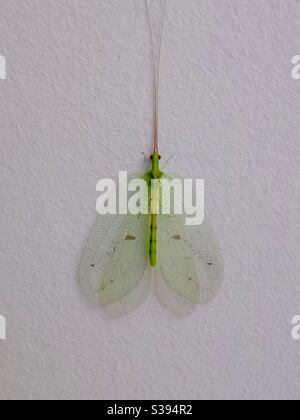 Lacewing insect close-up on the window Stock Photo - Alamy