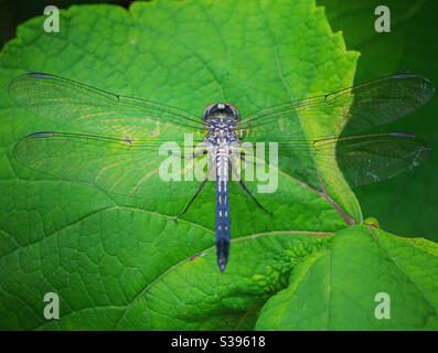 Female Blue Dasher Dragonfly Stock Photo - Alamy