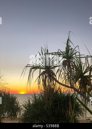 Pandanus spiralis in the Northern Territory of Australia Stock Photo ...