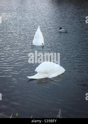 swan, swan head, swans, swan heads Stock Photo - Alamy