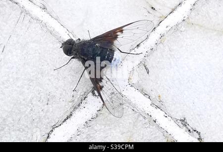 Macro photography shot of a fly on a green plant with a blurred ...