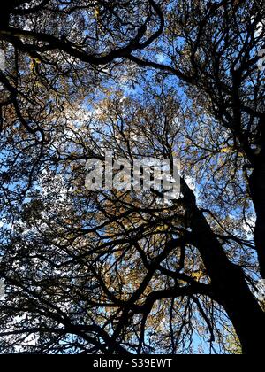 Sky and clouds through trees Stock Photo - Alamy