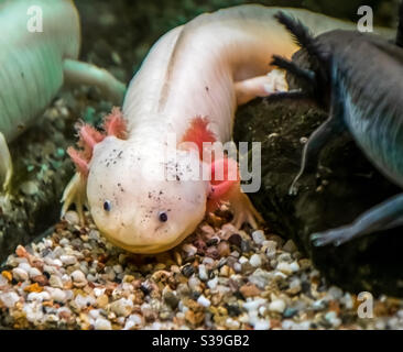 Axolotl (Ambystoma mexicanum) underwater, side view Stock Photo - Alamy