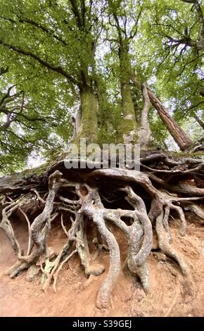 Tree trunk with exposed roots from severe erosion or drought along ...