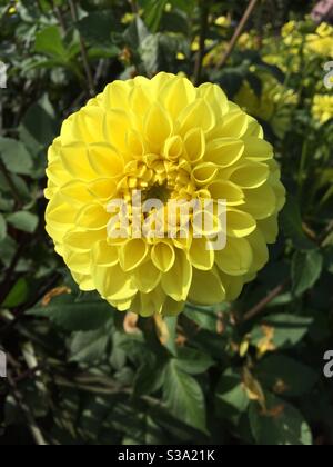 Yellow ball dahlia Stock Photo - Alamy