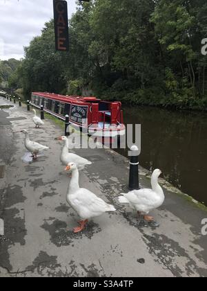 White Geese, Rochdale Canal, Hebden Bridge, West Yorkshire Stock Photo ...