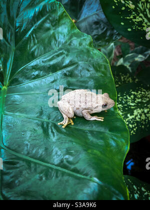 Northern Laughing Tree Frog (Litoria rothii) on a railing, Kimberley ...