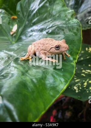 Northern Laughing Tree Frog (Litoria rothii) on a railing, Kimberley ...